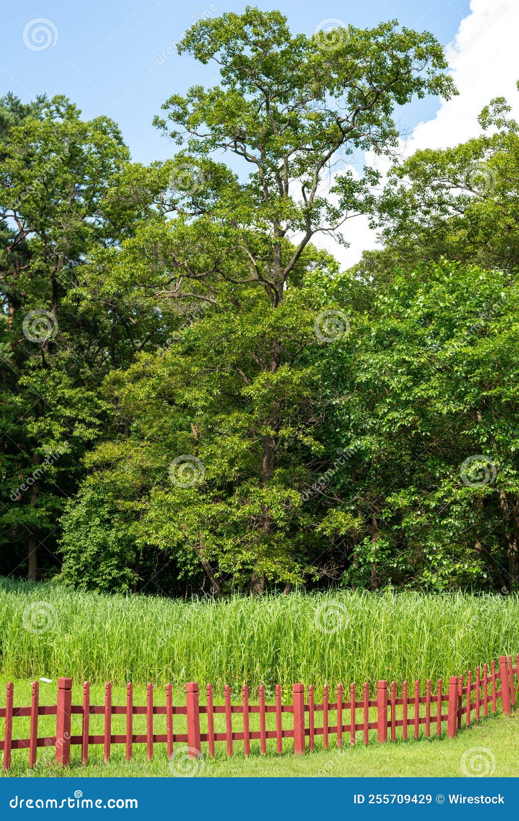 Vertical of a Forest and a Red Fence. Stock Image - Image of trees ...