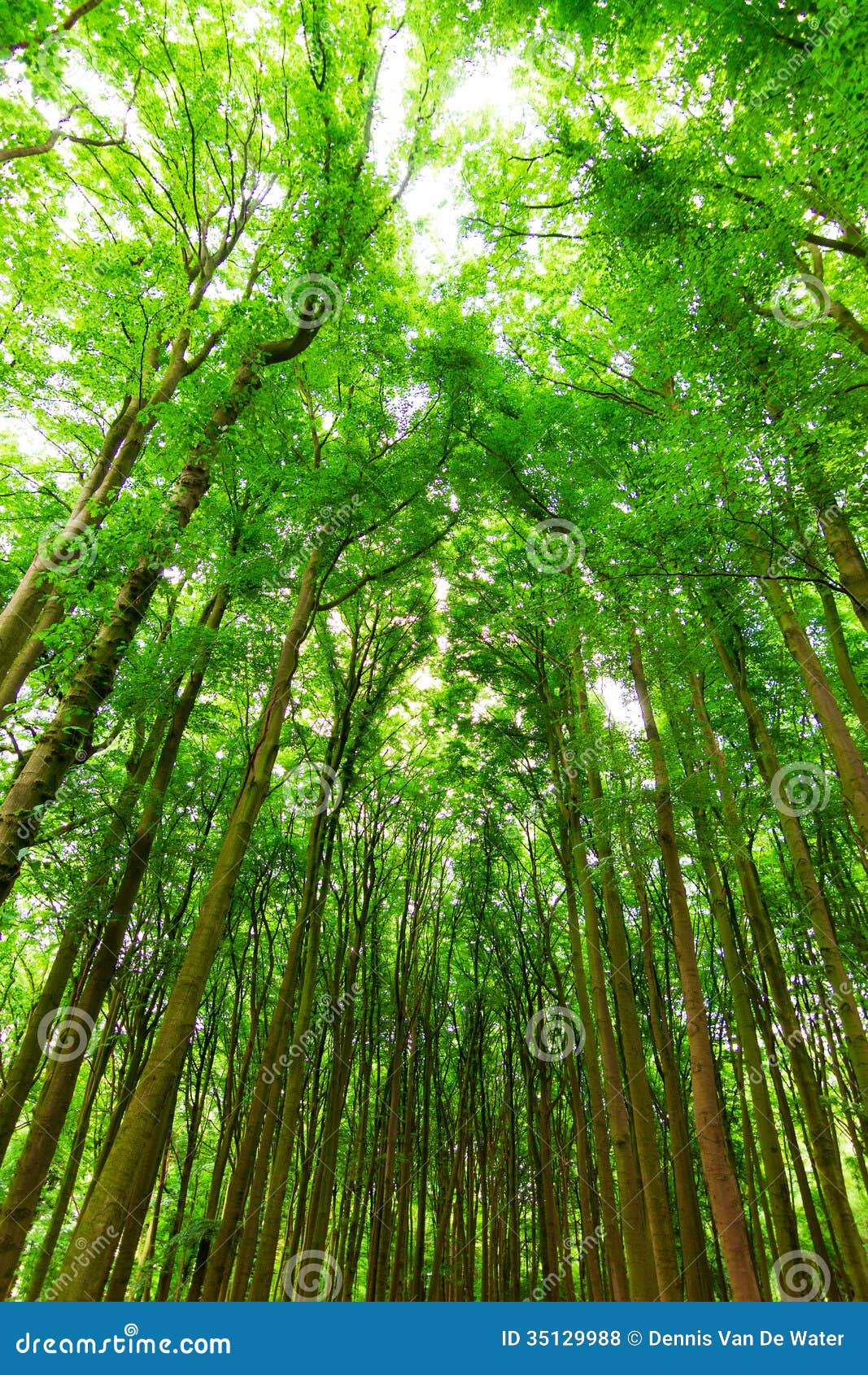 Vertical forest stock photo. Image of shine, canopy, natural - 35129988