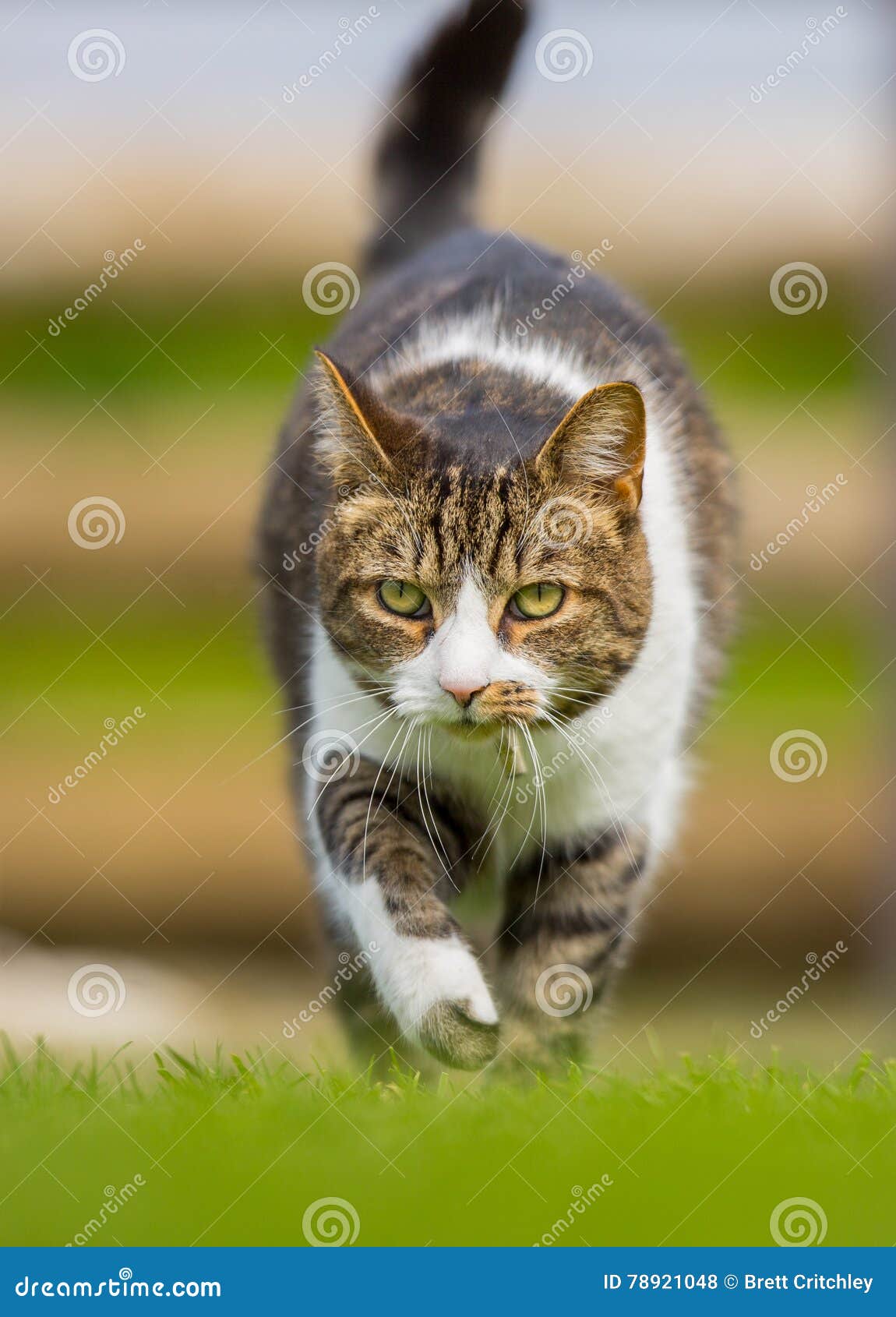 Vertical Front Cat on the Prowl Stock Photo - Image of hunt, garden ...