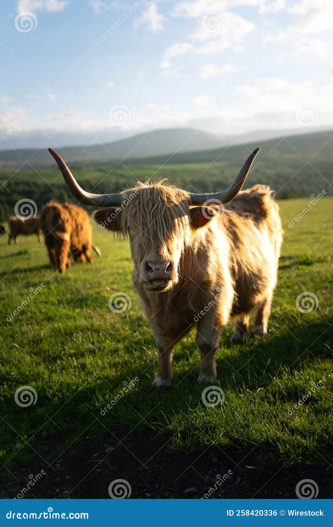 Vertical Front Closeup of a Highland Cattle on the Grass with Sunlight ...