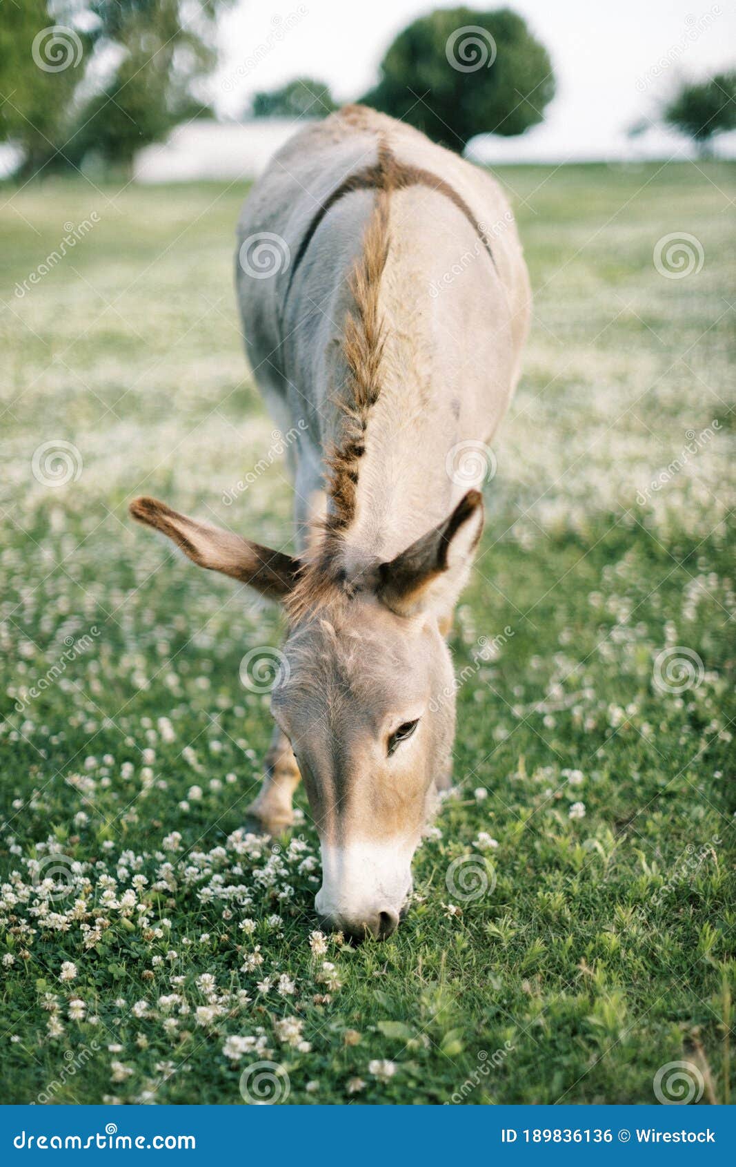 Vertical Front View of a Light Brown Donkey Eating Grass Stock Photo ...