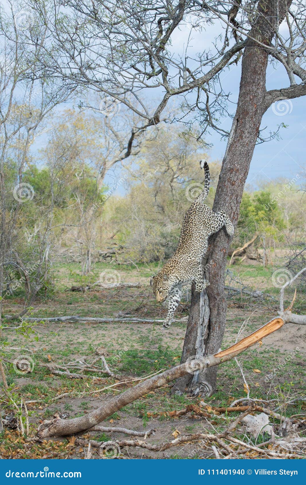 A Leopard Leaping Down from a Tall Tree. Stock Photo - Image of ...