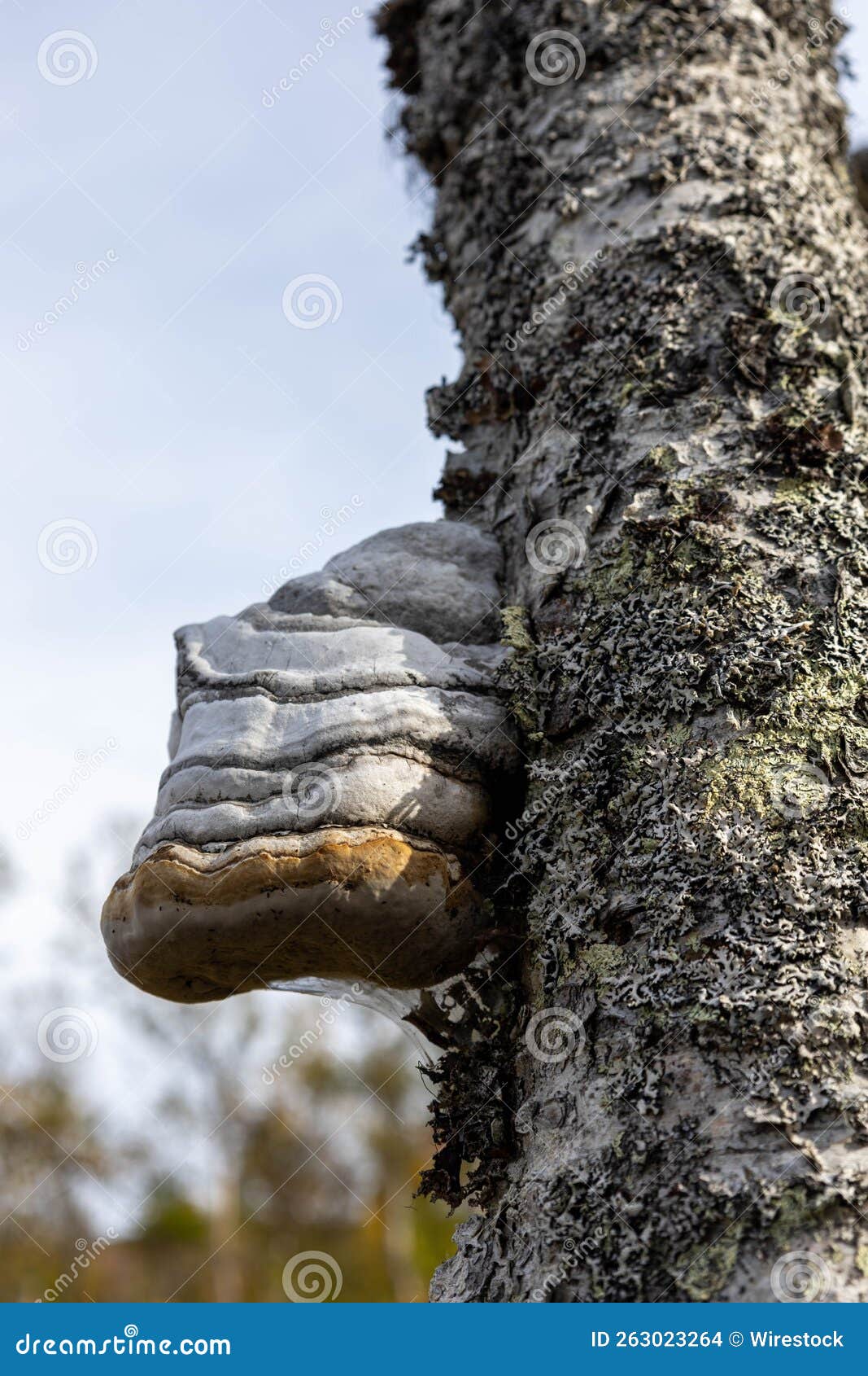 Vertical of a Fungus on a Tree Bark Stock Photo - Image of bark, tree ...