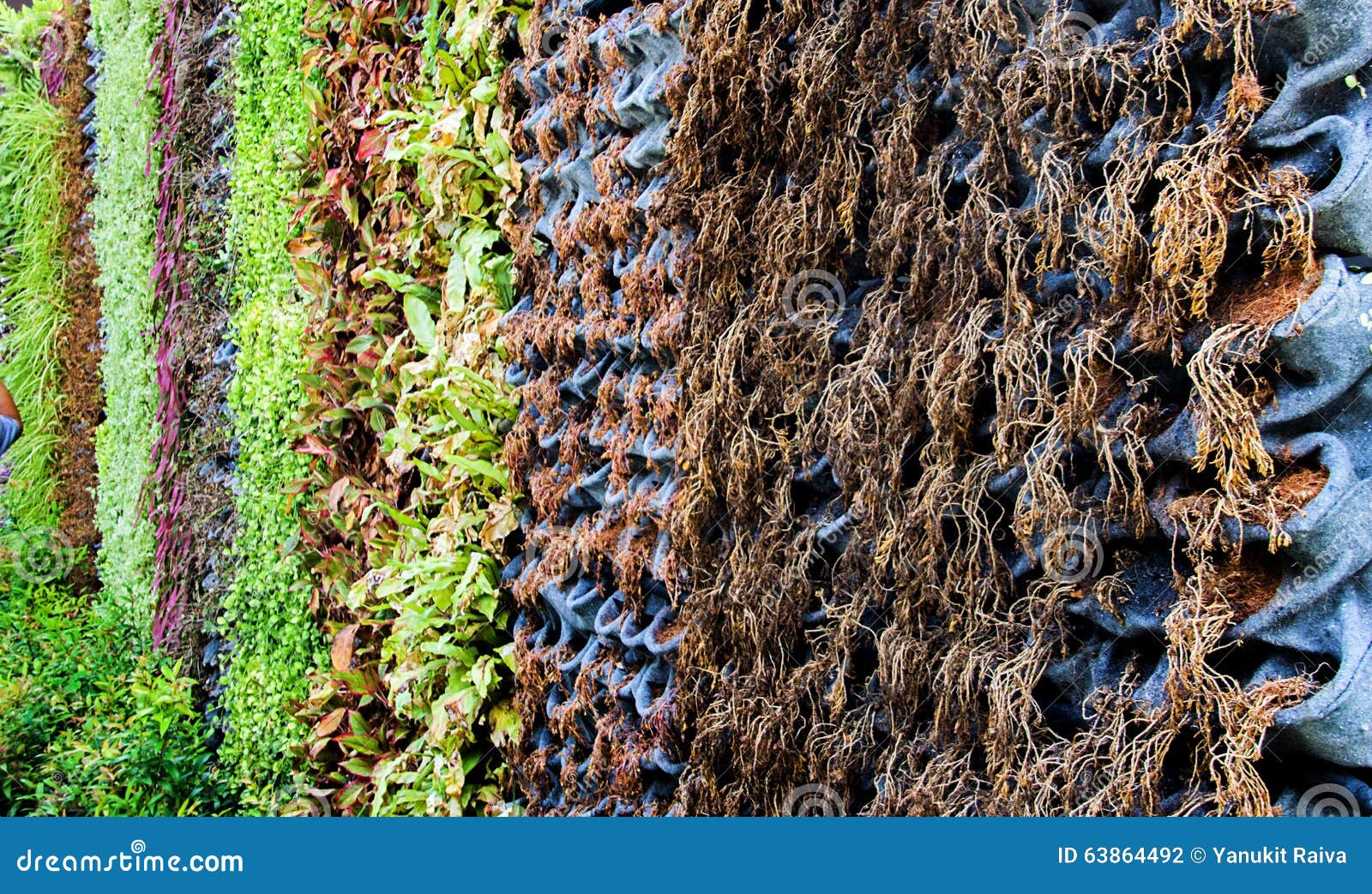 Vertical garden backdrop stock photo. Image of botany - 63864492