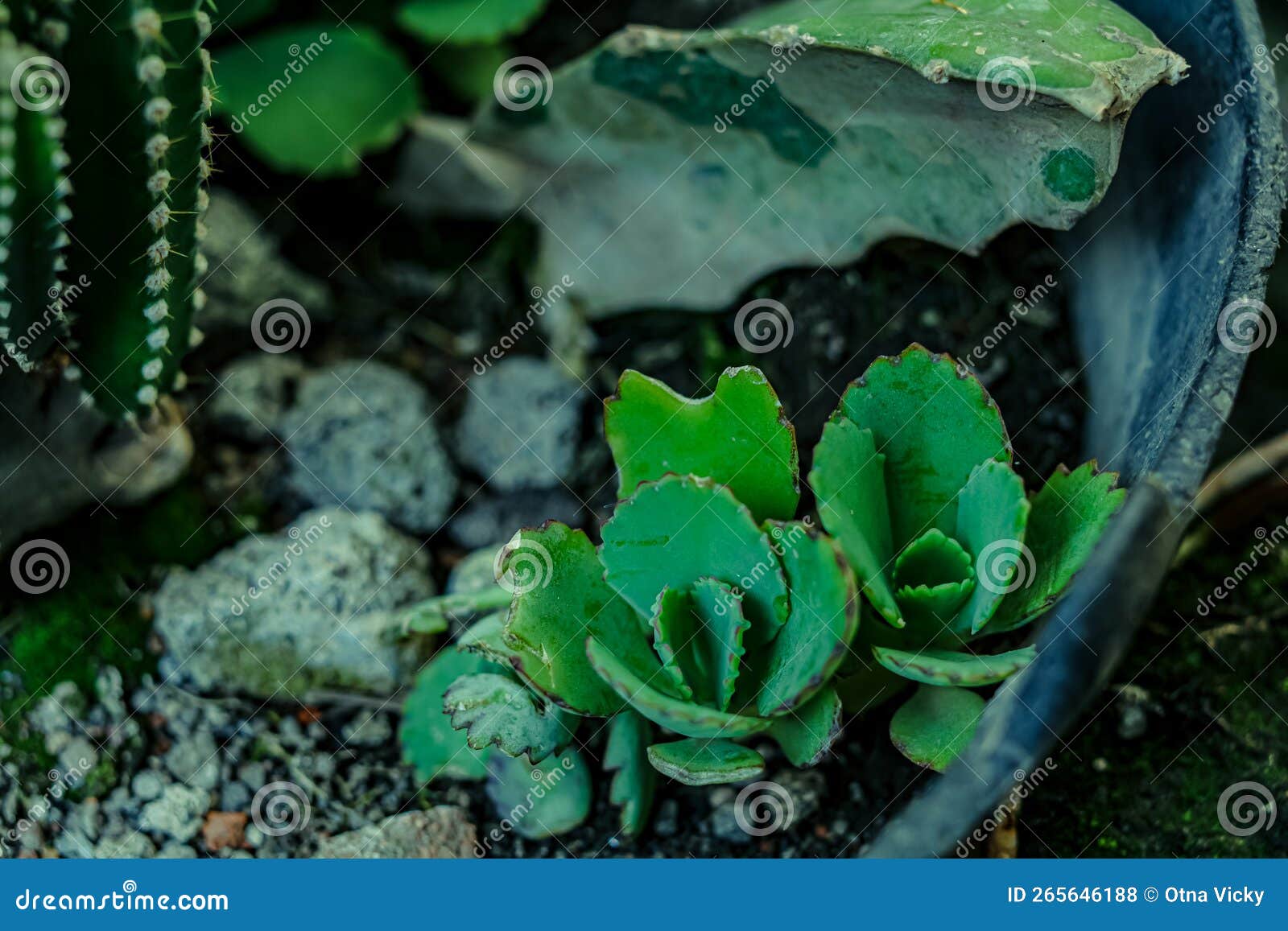 Vertical Garden Decoration, Decorative Plants Growing in Tree Pots ...