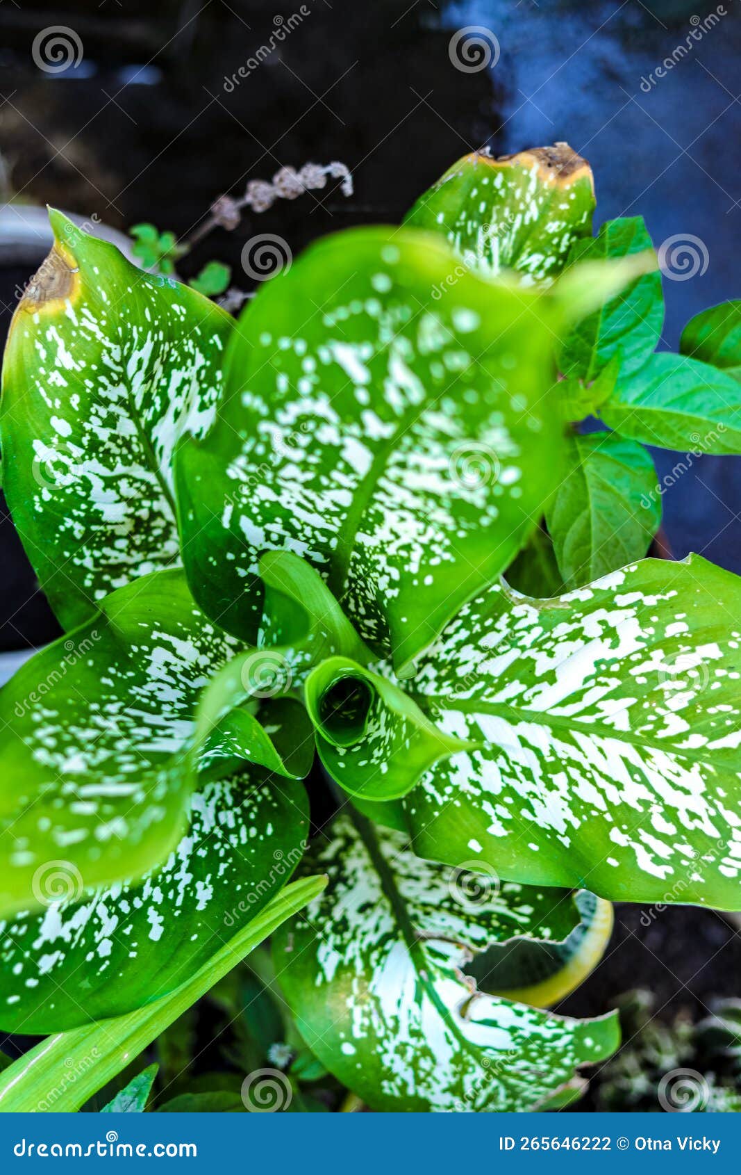 Vertical Garden Decoration, Decorative Plants Growing in Tree Pots ...