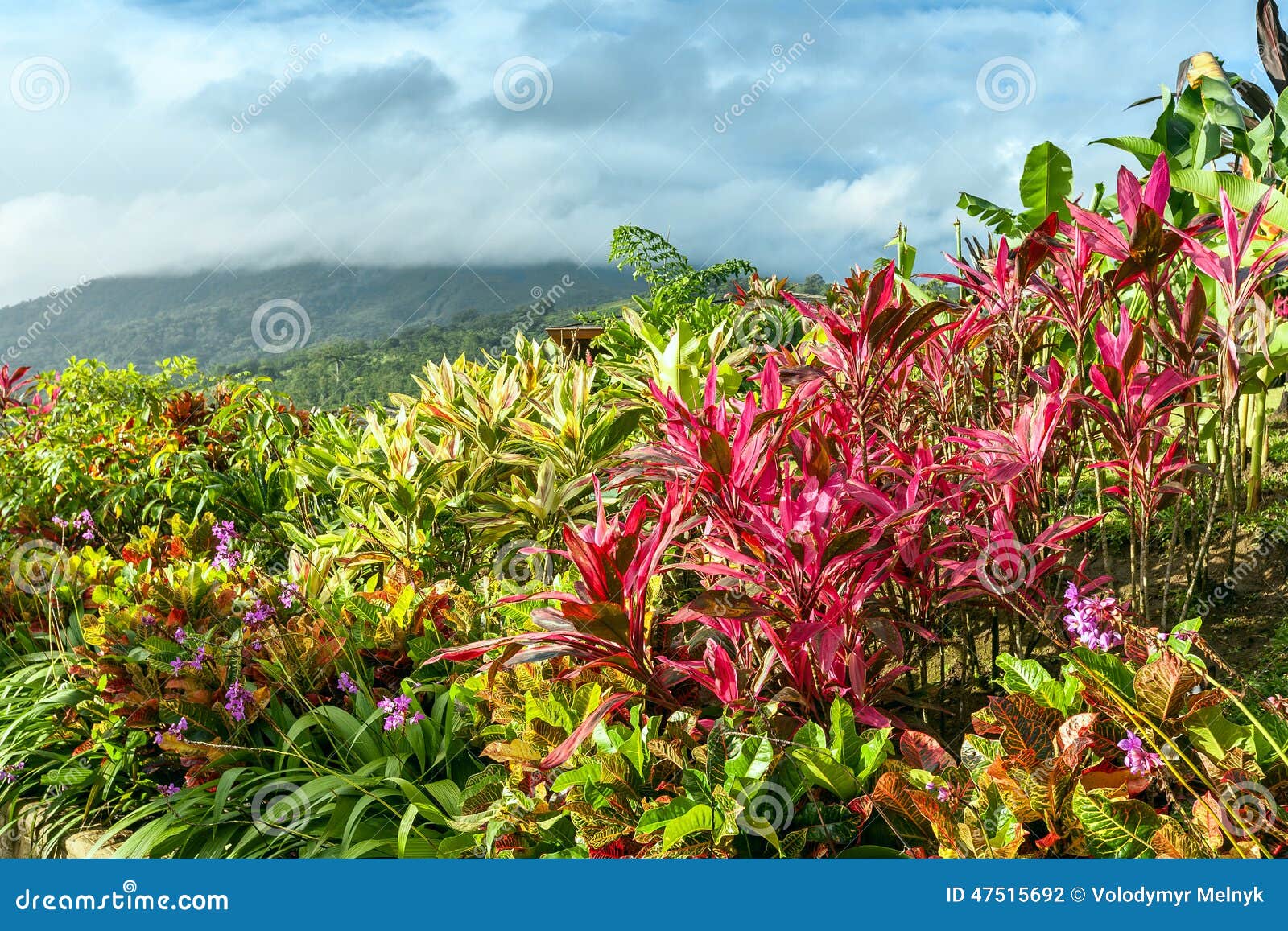 Vertical Garden with Various Tropical Plants and Stock Photo - Image of ...