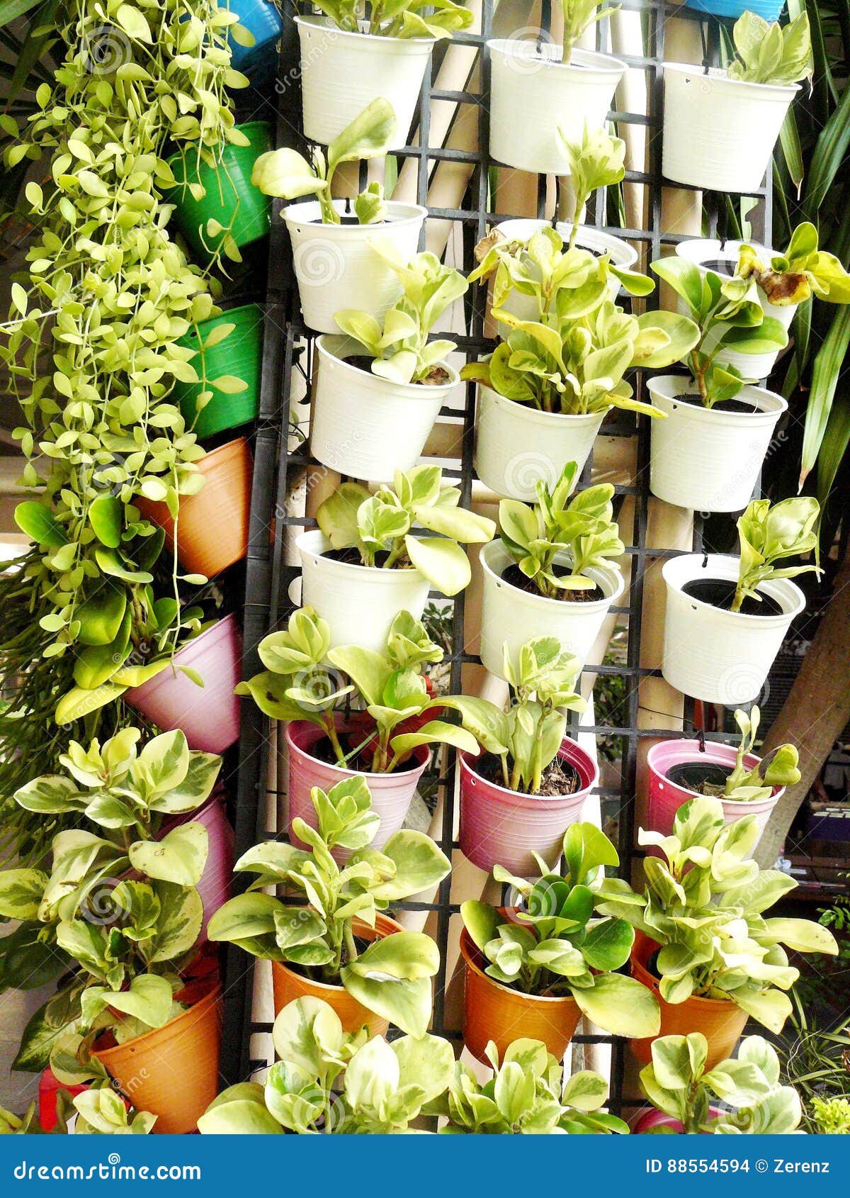 Vertical Garden On Wall Of Column Stock Photo | CartoonDealer.com #88554594