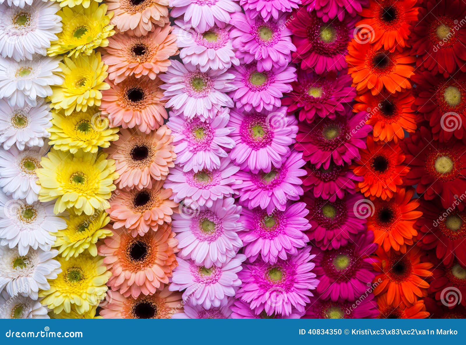 Vertical Gerbera Flower Rainbow Background Stock Photo - Image of ...