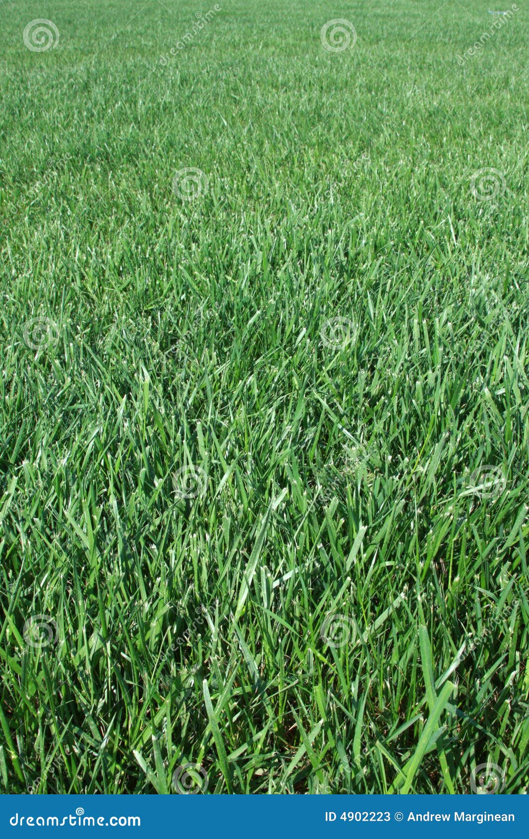 Vertical Grass Field stock image. Image of blade, conservation - 4902223