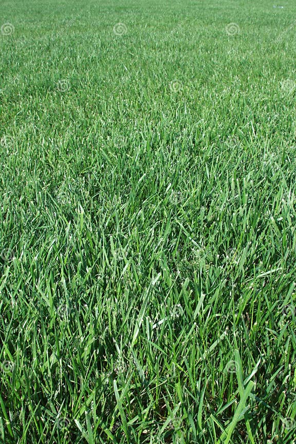 Vertical Grass Field stock image. Image of blade, conservation - 4902223