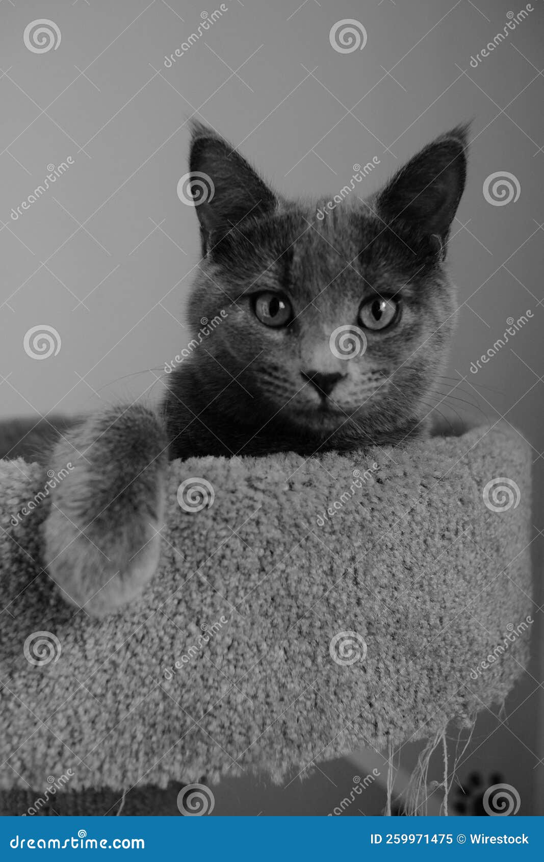 Vertical Grayscale of an Adorable Cat Looking at the Camera with ...