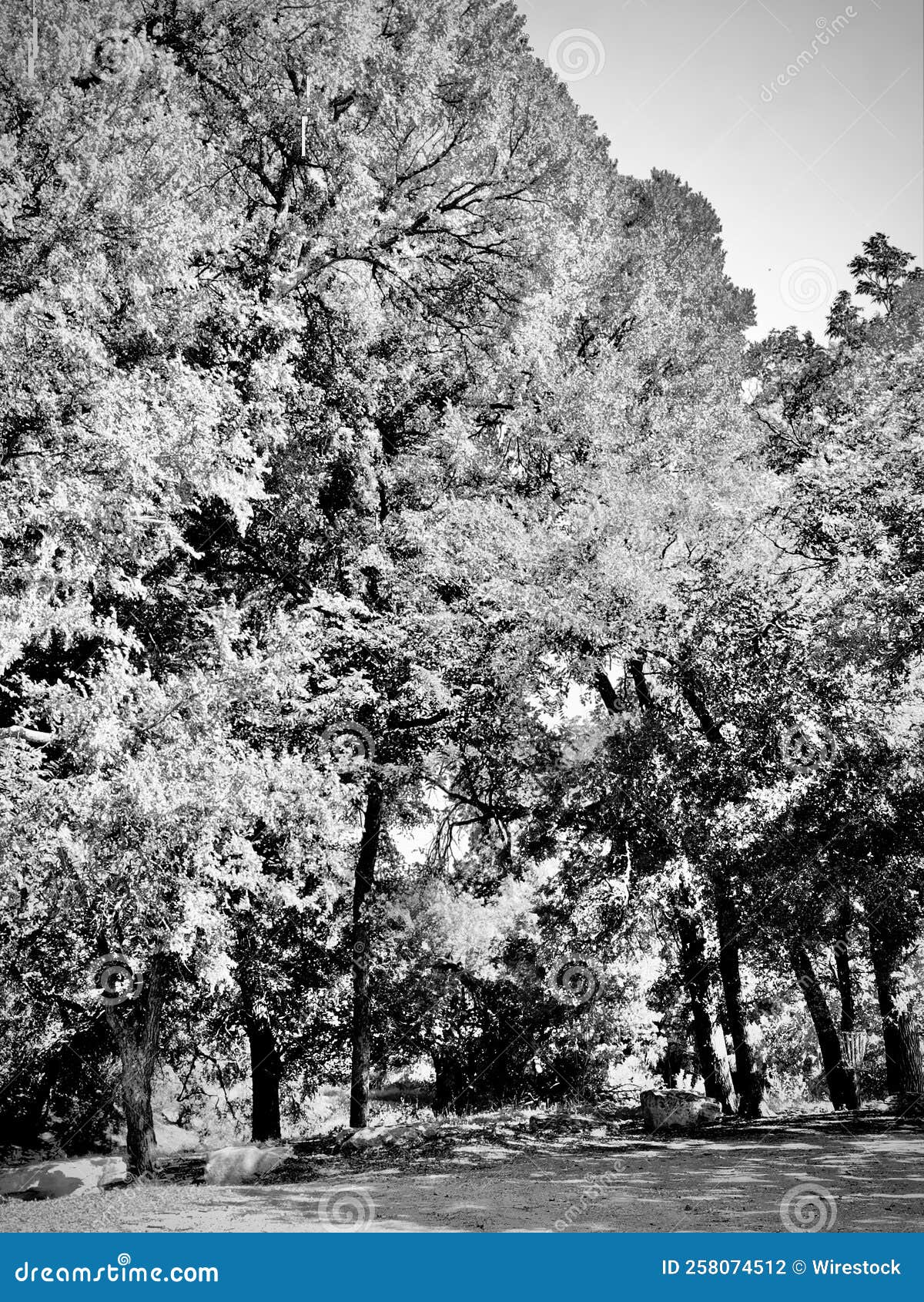 Vertical Grayscale Closeup of Oak Trees at a Park with a Clear Sky ...