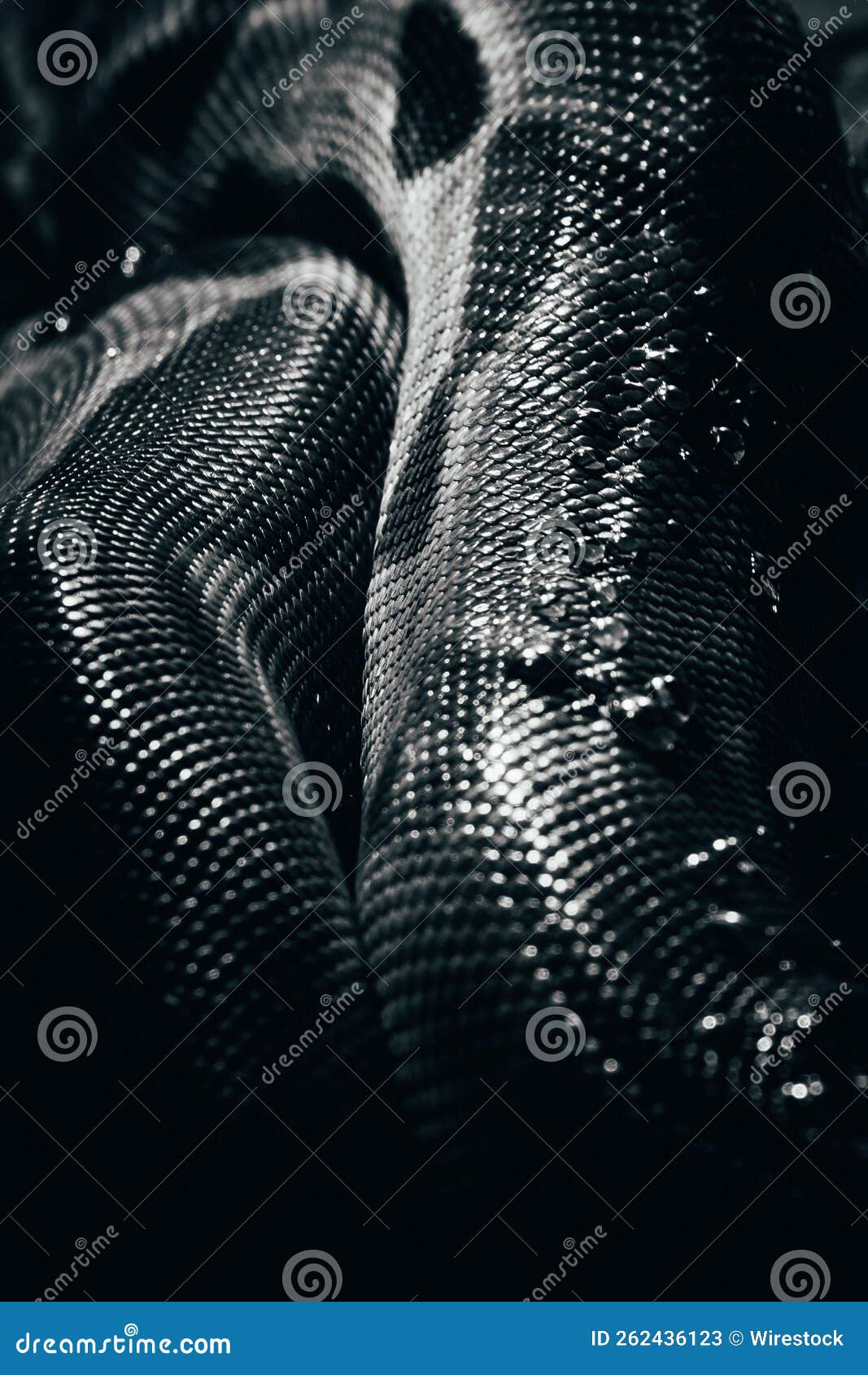 Vertical Grayscale Closeup of Wet Snake Skin Stock Image - Image of ...