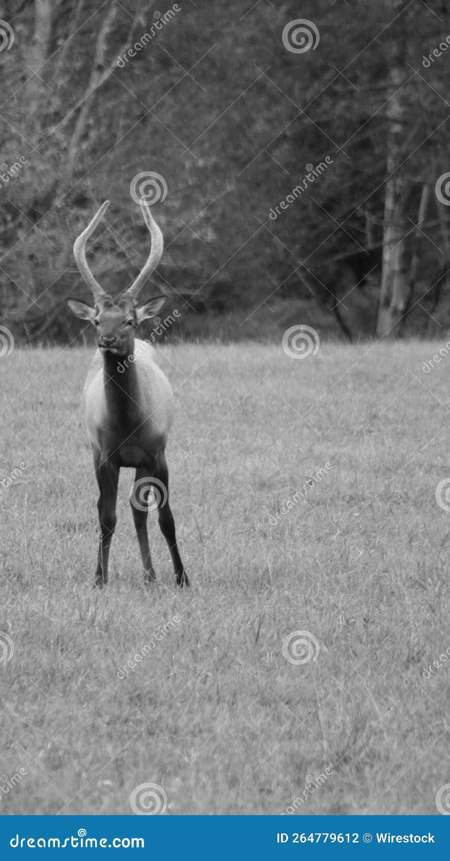Vertical Grayscale of a Deer Standing in a Field with the Trees in the ...