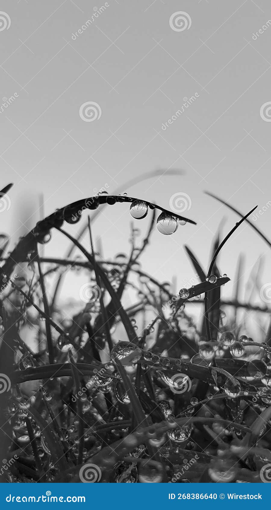 Vertical Grayscale of Dew on Grass on the Blurred Background Stock ...