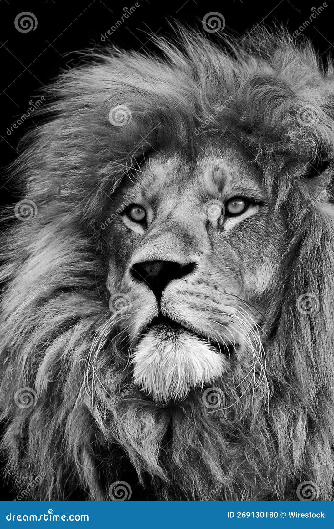 Vertical Grayscale Shot Of A Pathway Through A Field Royalty-Free Stock ...