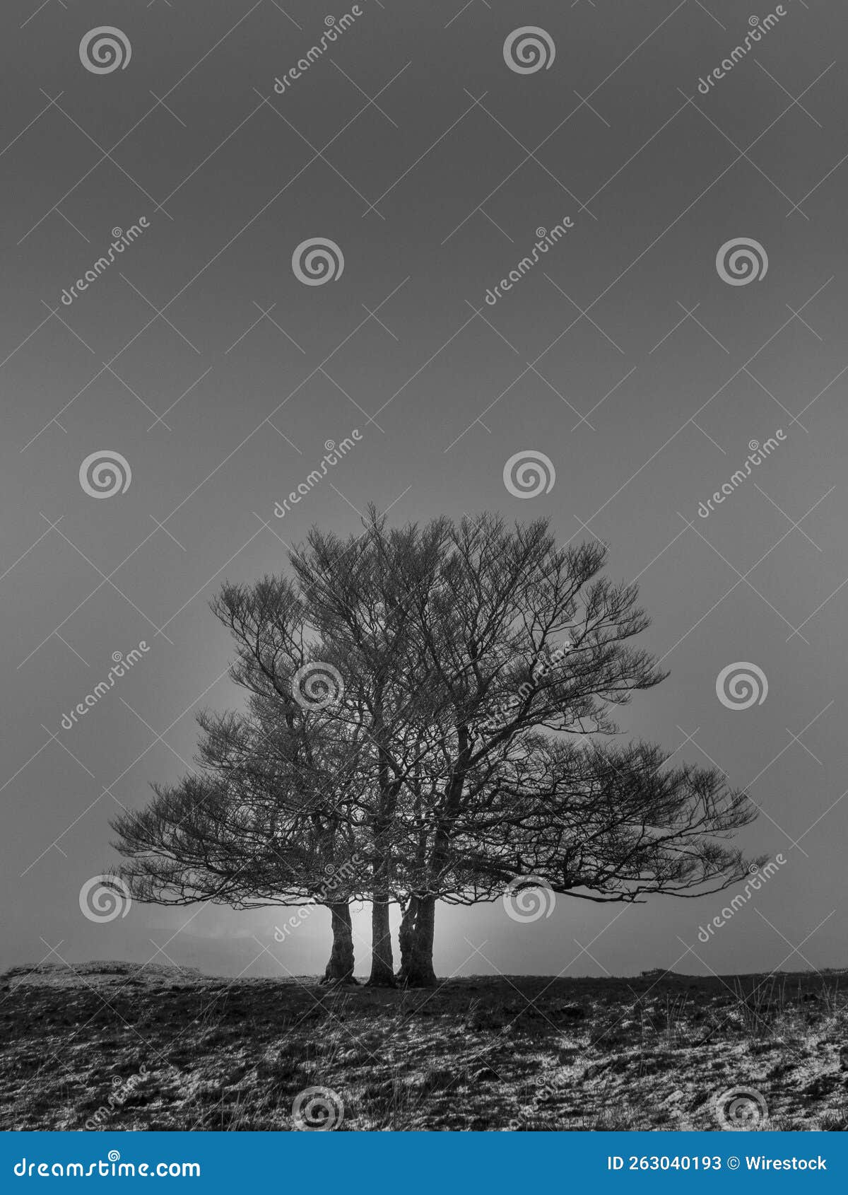 Vertical Grayscale of a Lone Old Tree with Thick Leaves Covering Its ...