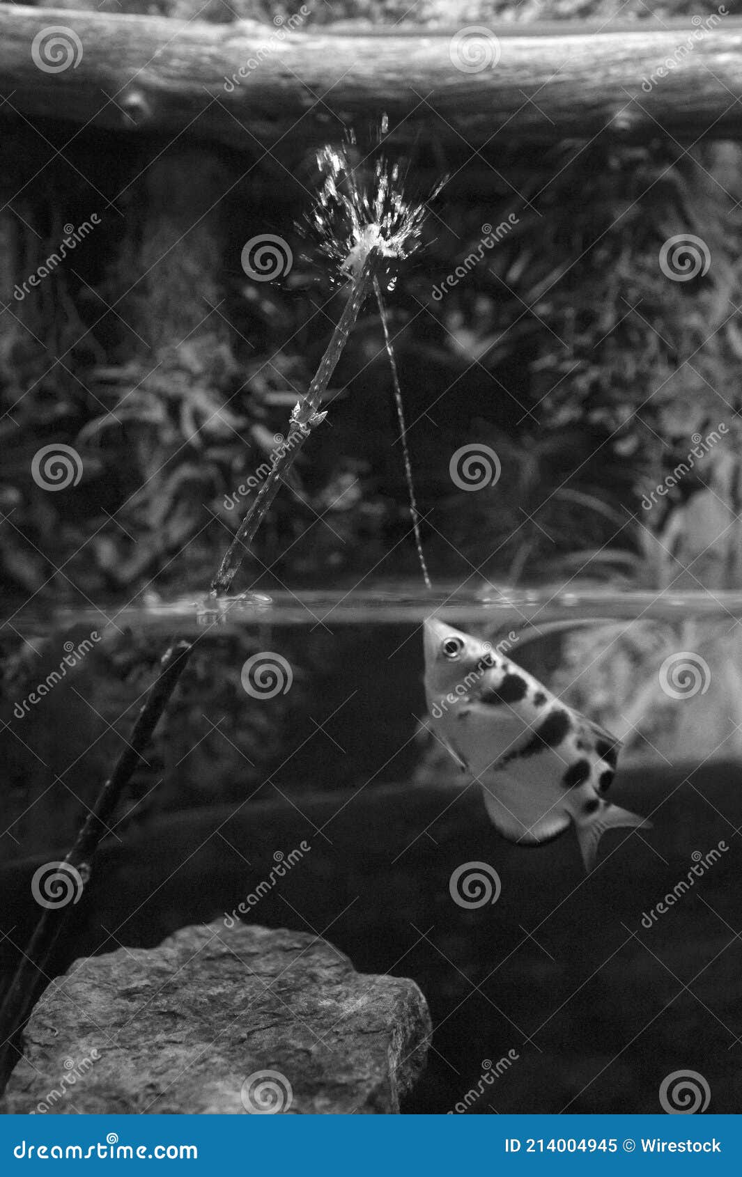 Vertical Grayscale Shot of an Archer Fish Shooting Water and Attacking ...