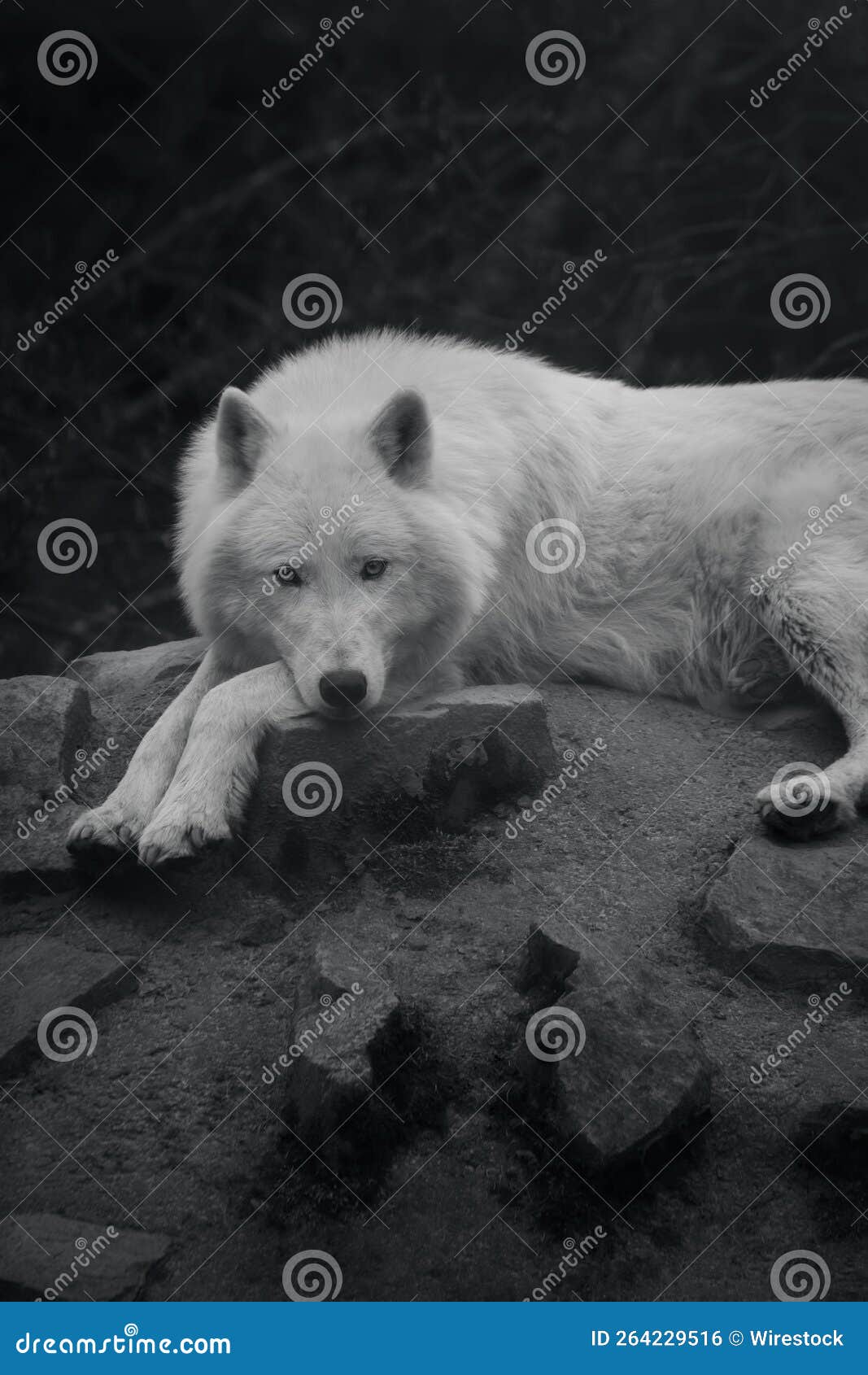Wolf Grayscale Stock Photos - Free & Royalty-Free Stock Photos from ...