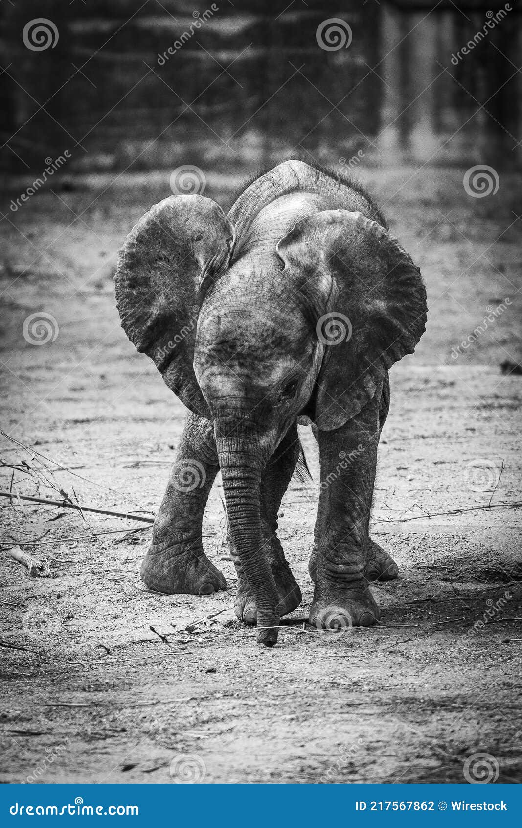 Vertical Grayscale Shot of a Baby Elephant in the Zoo Stock Photo ...