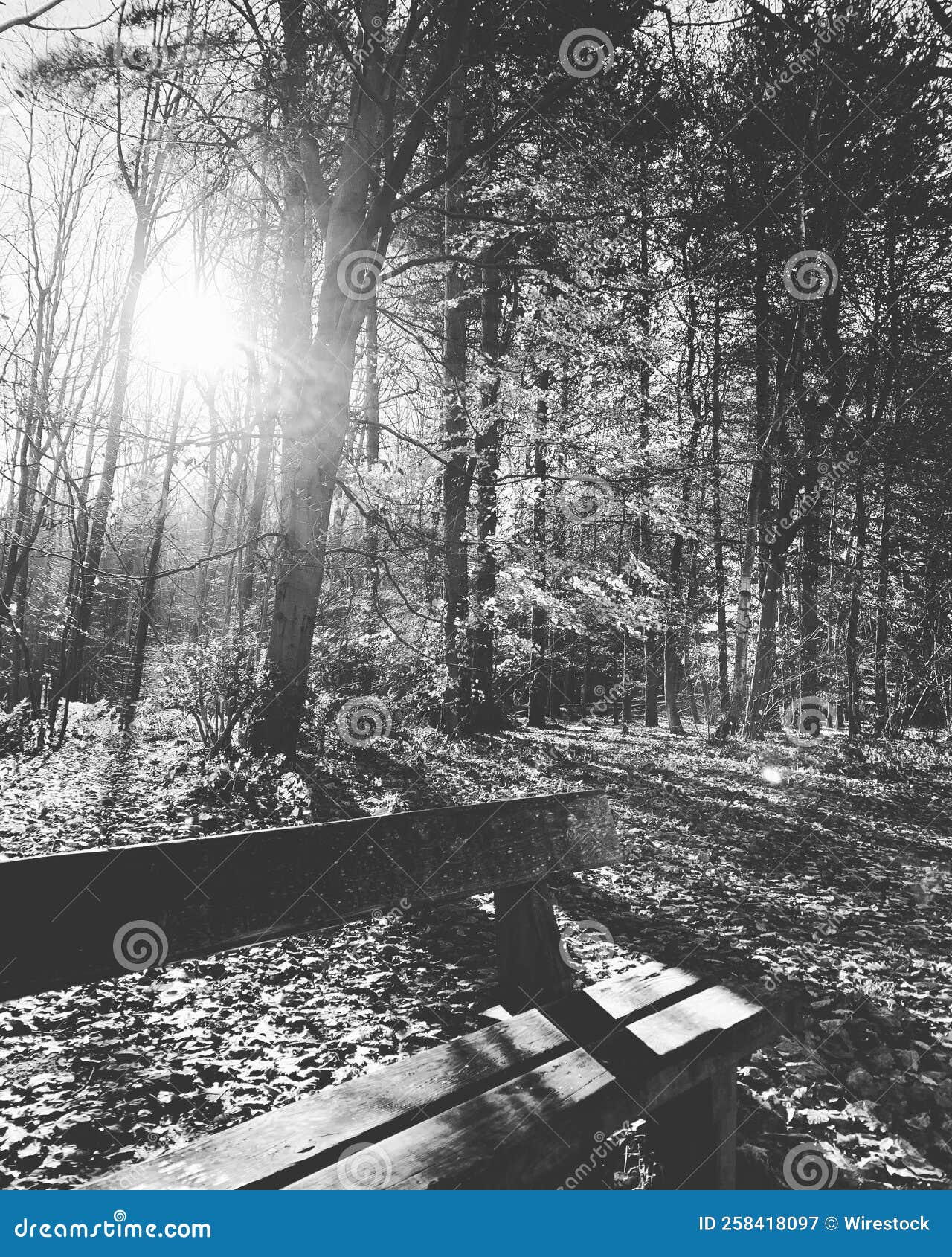 Vertical Grayscale Shot of a Beanch in the Forest Stock Image - Image ...