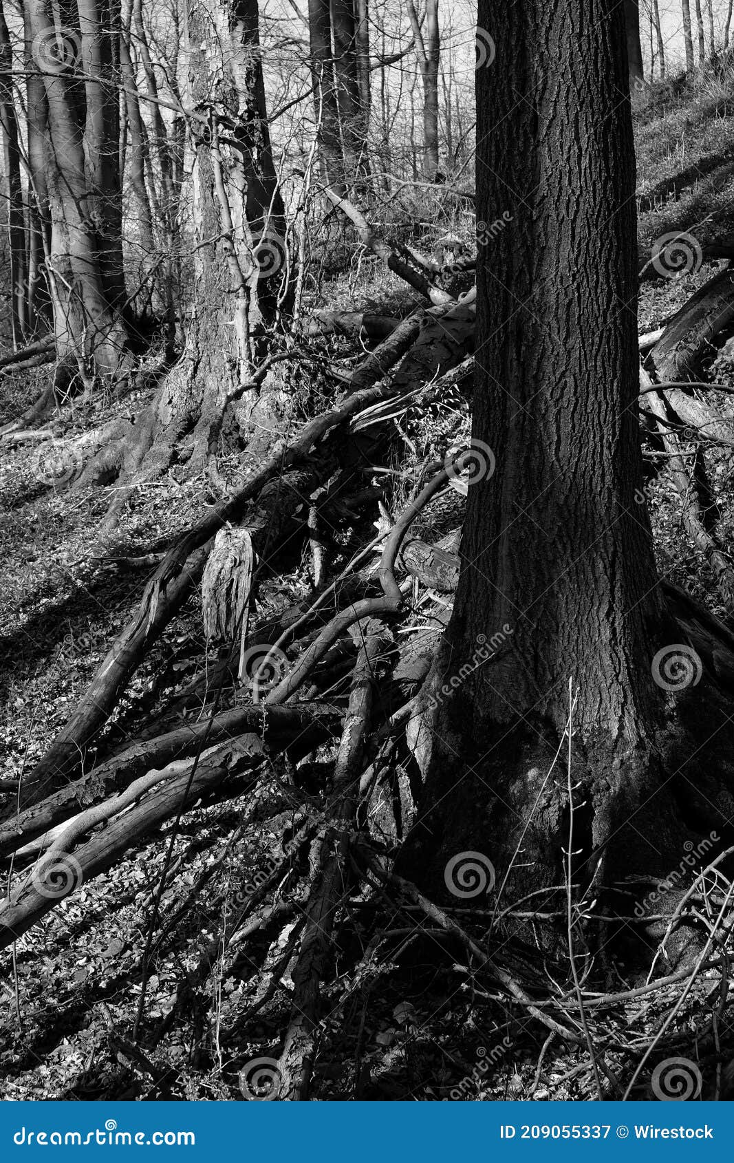 Vertical Grayscale Shot of a Densely Forested Area with Bare Trees and ...