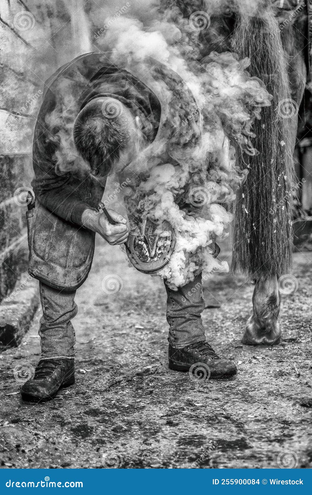Vertical Grayscale Shot of a Farrier Horseshoeing a Horse Stock Photo ...
