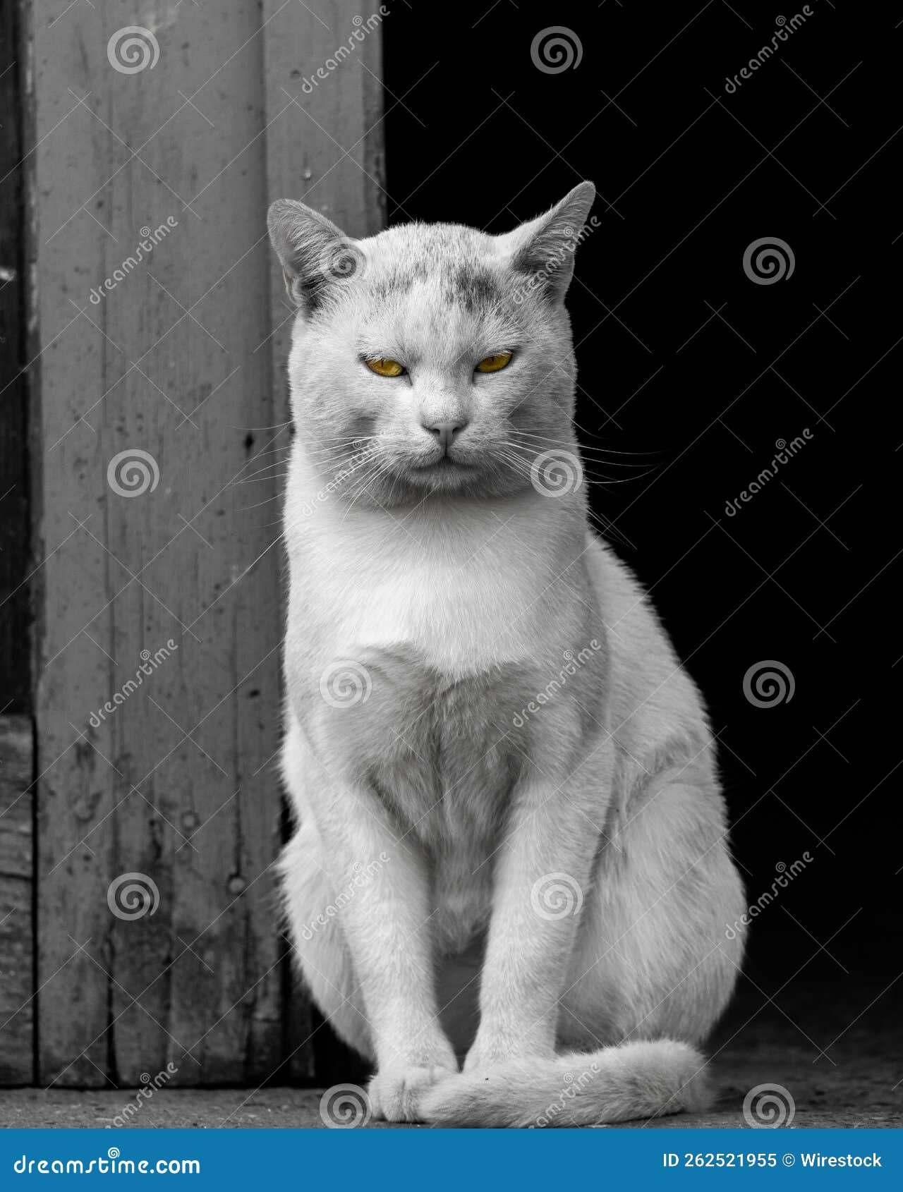 Vertical Grayscale Shot of a Grumpy White Cat Stock Image - Image of ...