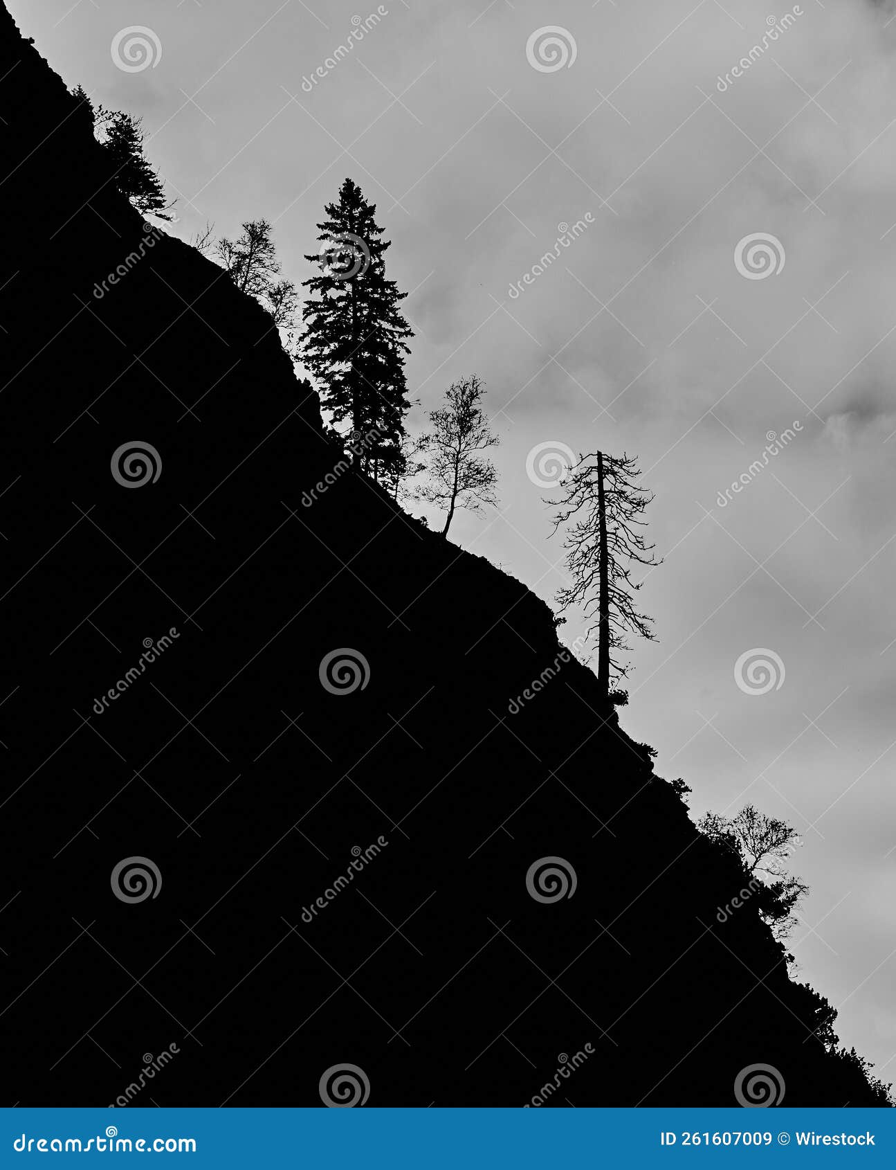 Vertical Grayscale Shot of Pine Trees on the Mountain Stock Image ...