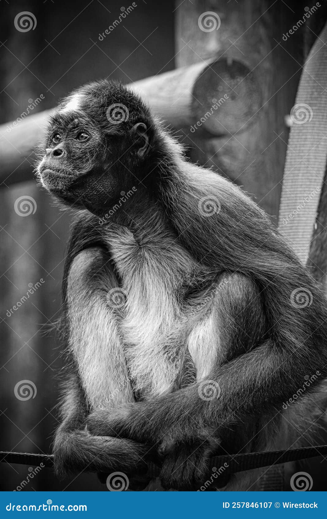 Vertical Grayscale Shot of a Sitting Monkey in a Forest Stock Image ...