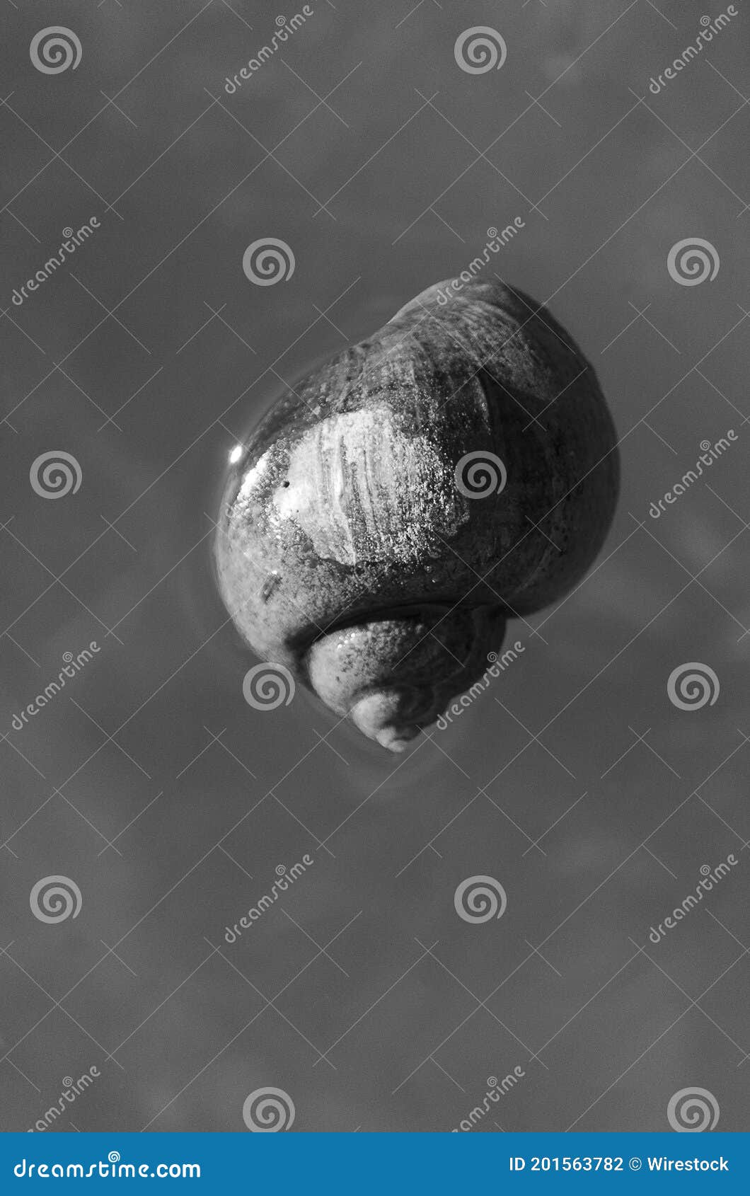 Vertical Grayscale Shot of Snail Shell Floating on the Water Stock ...