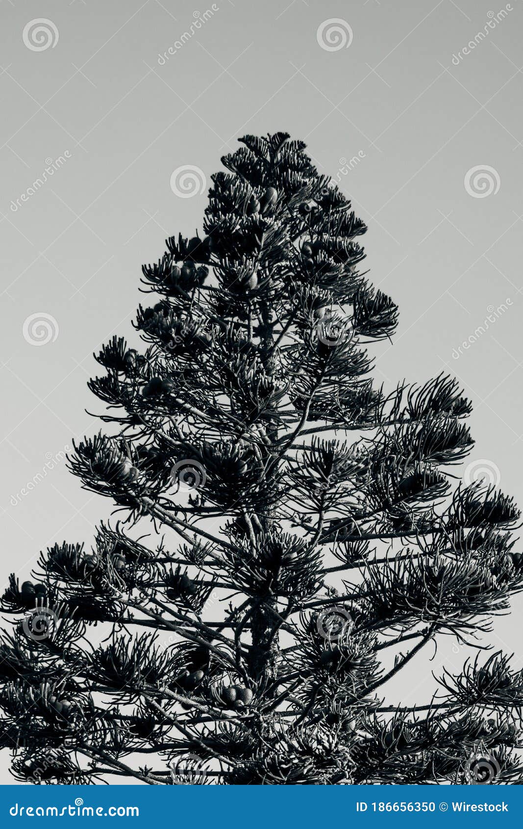 Vertical Grayscale Shot of a Tall Pine Tree Stock Photo - Image of ...