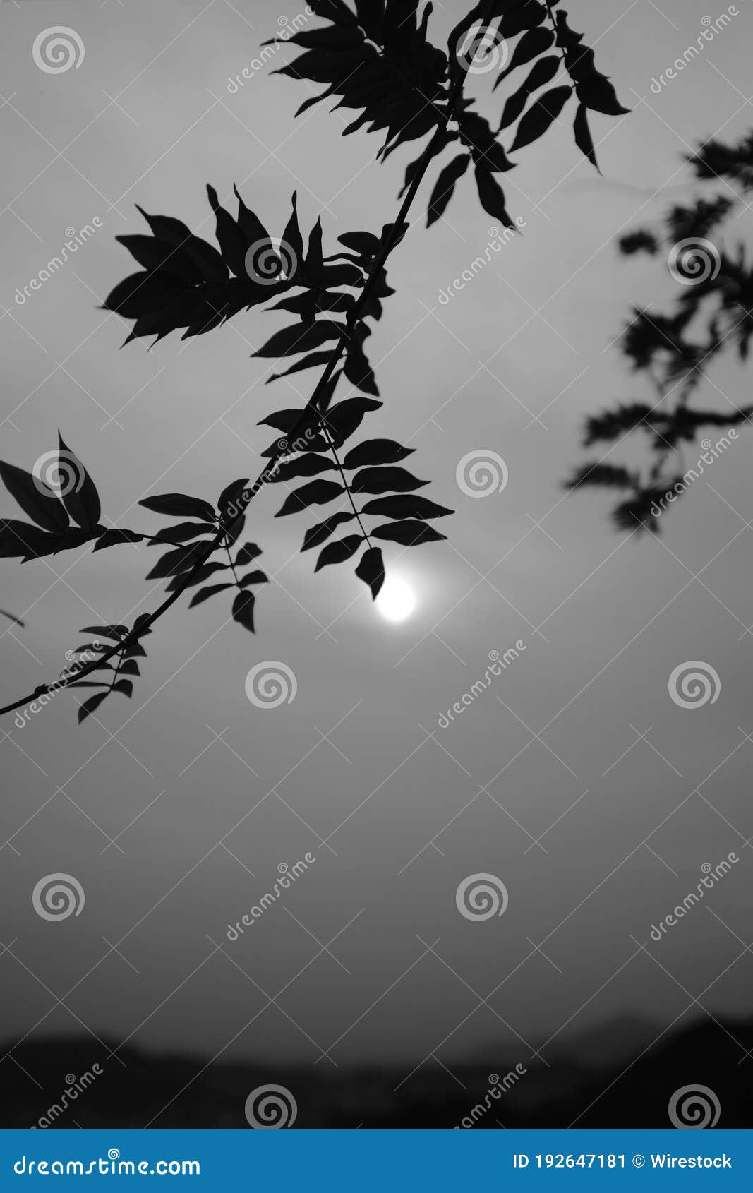 Vertical Grayscale Shot of Tree Branches Under the Sunlight Stock Image ...