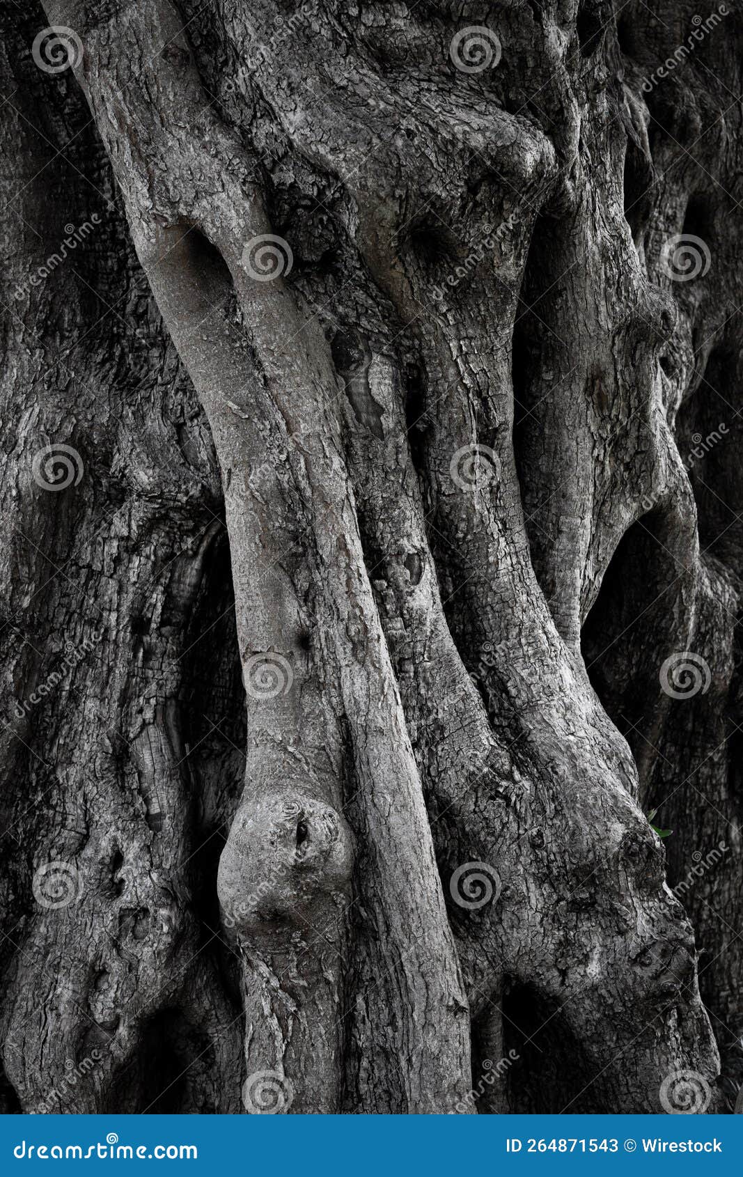Vertical Grayscale Shot of a Tree Trunk Stock Image - Image of trunk ...