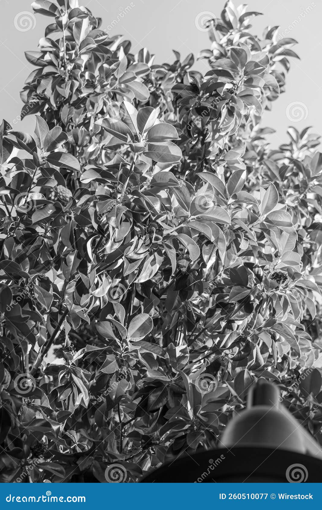 Vertical Grayscale of the Tree Leaves Stock Image - Image of forest, leaves: 260510077