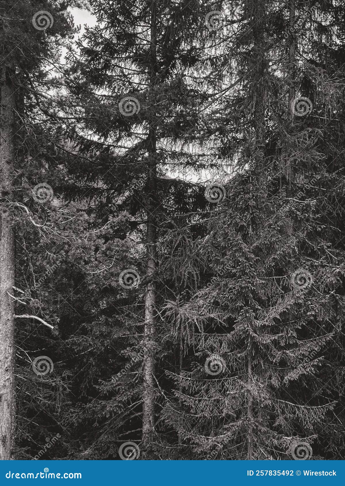 Vertical Grayscale of Trees in the Mysterious Forest Stock Photo ...