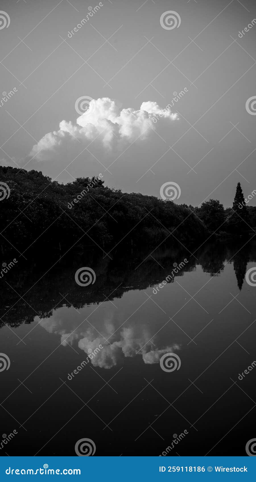 Vertical Grayscale View of Forest Trees Reflecting on the Water Under ...