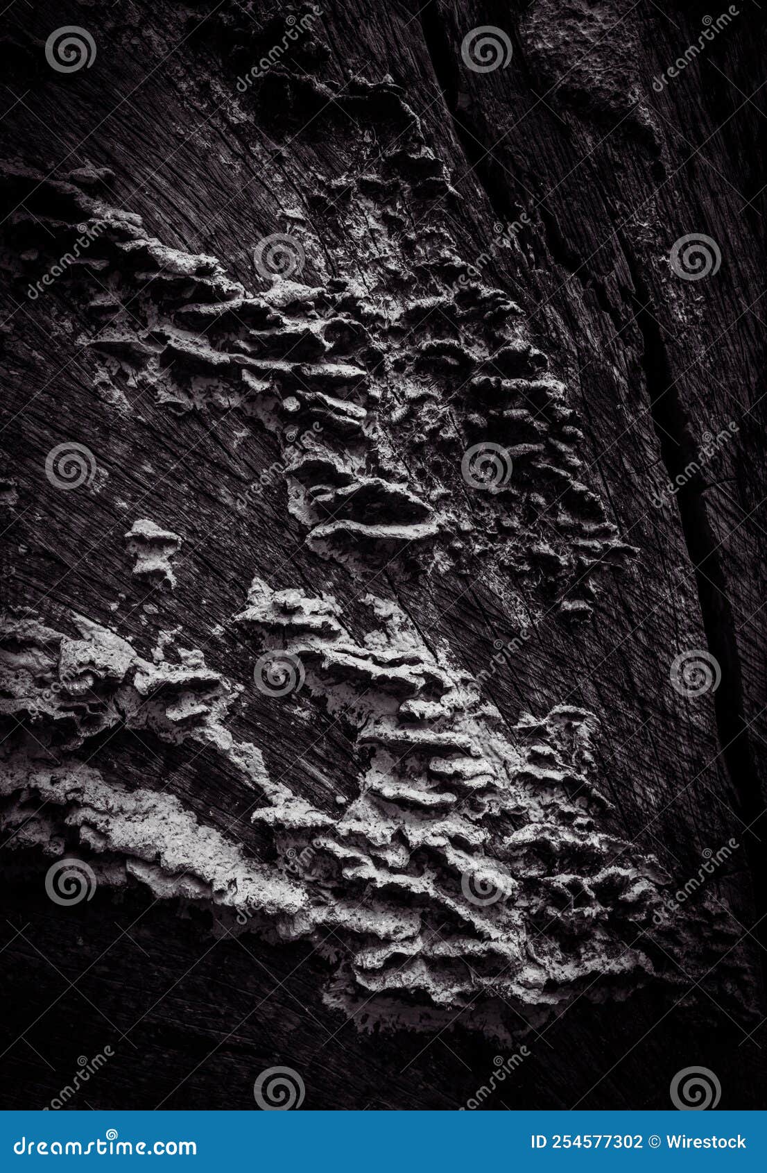 Vertical Grayscale View of Mushrooms Growing on a Tree Bark Stock Photo ...
