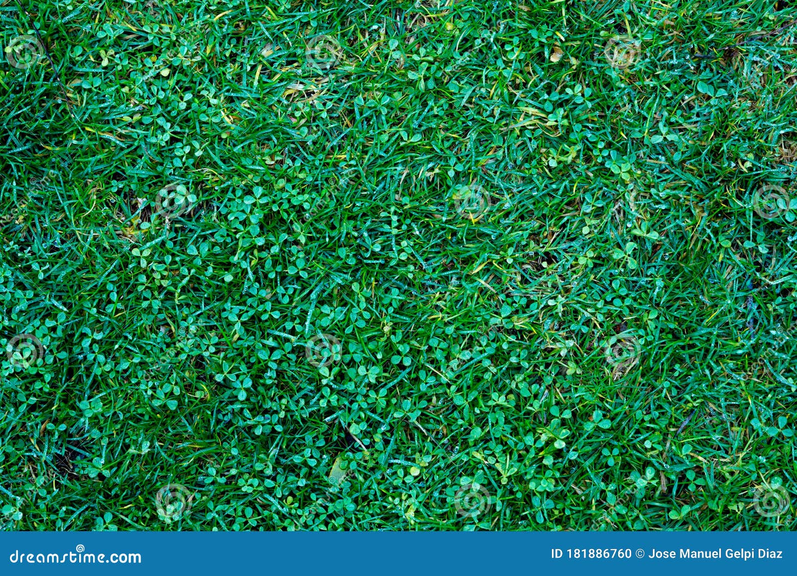 Vertical green garden stock photo. Image of floral, growth - 181886760