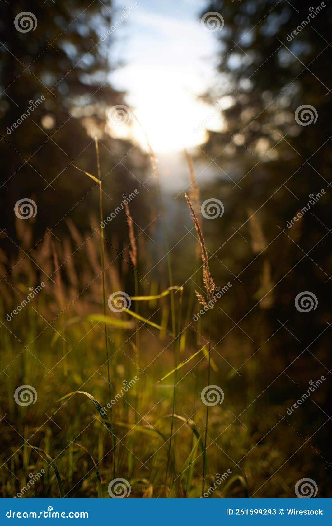 Vertical of the Green Grass with the Sunlight Over it, Suitable for ...