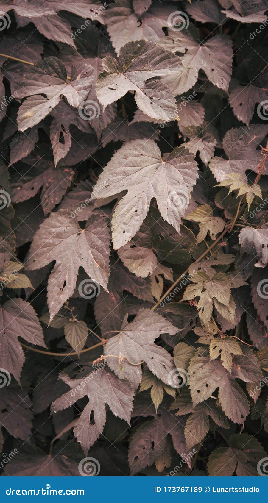 Vertical Green Leaves Texture Background, Natural Background and ...