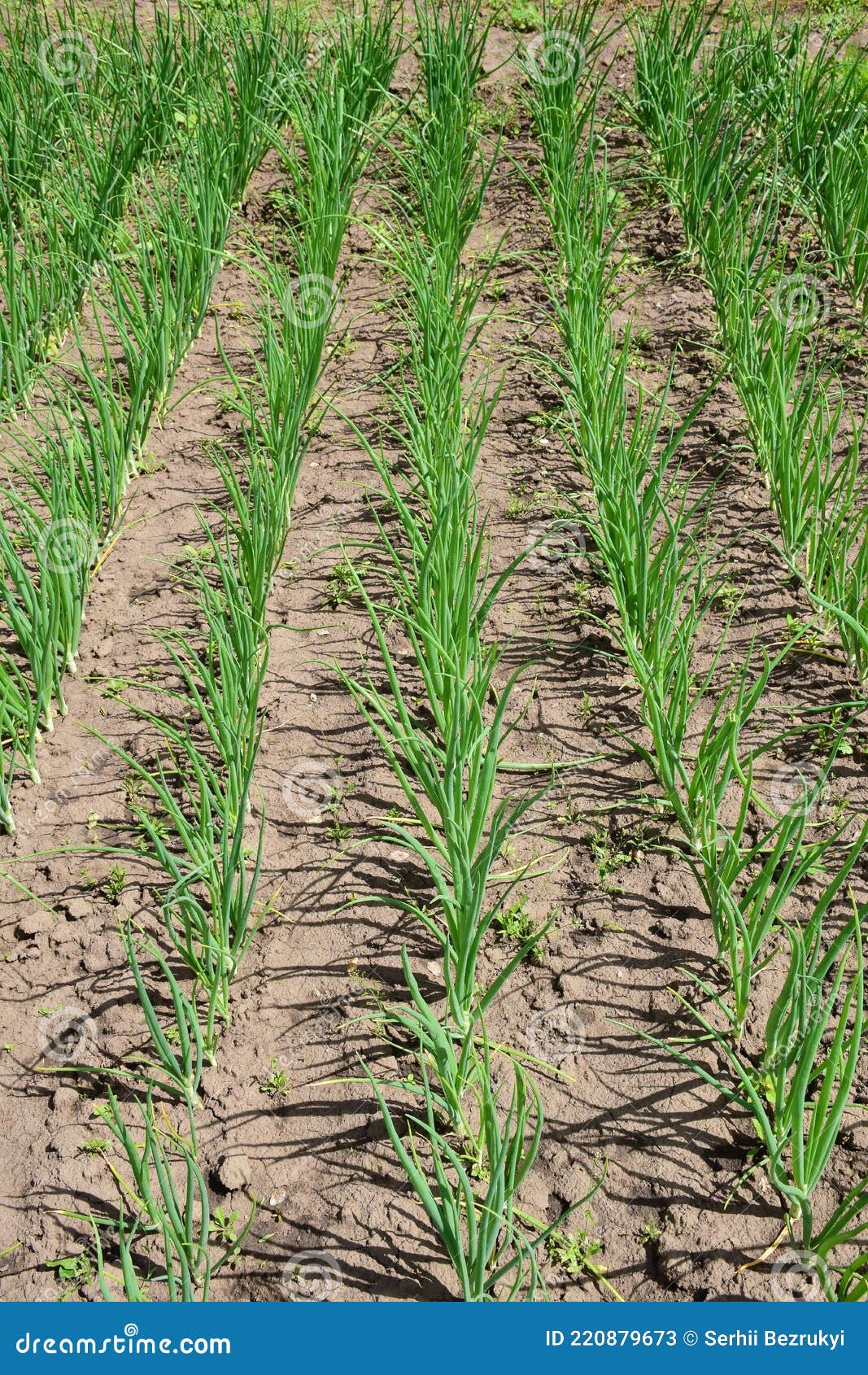 Vertical Green Rows of Onions Throughout the Frame Stock Image - Image ...