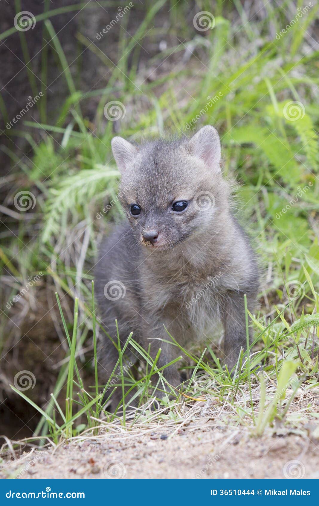 Vertical Grey Kit Fox stock photo. Image of grey, carnivore - 36510444