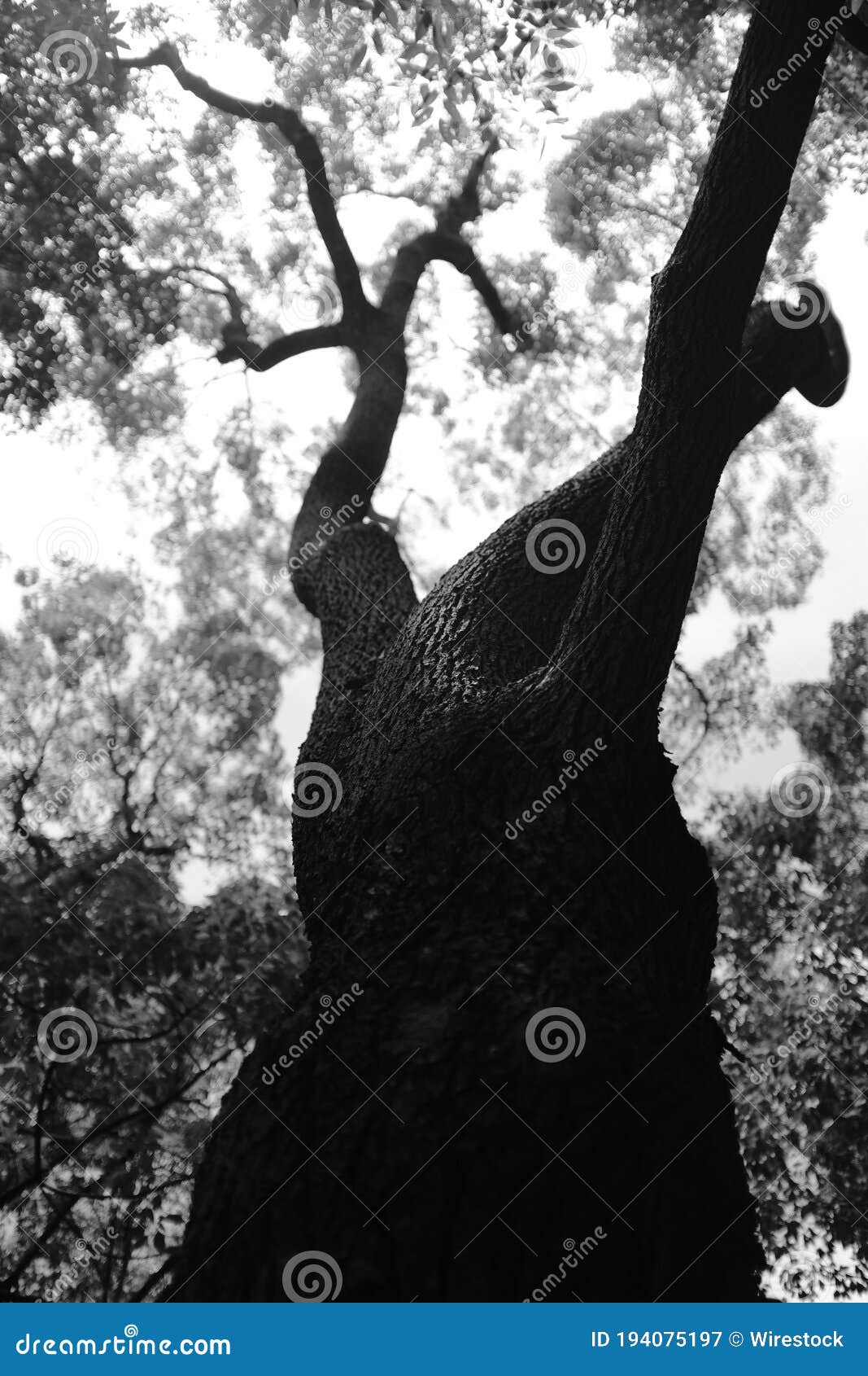 Vertical Greyscale Low Angle Shot of a Tall Tree with a Thick Trunk ...