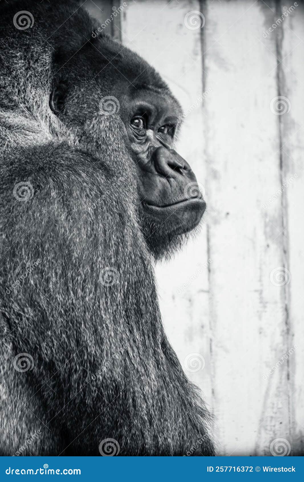 Vertical Greyscale Portrait of a Chimpanzee Stock Photo - Image of ...