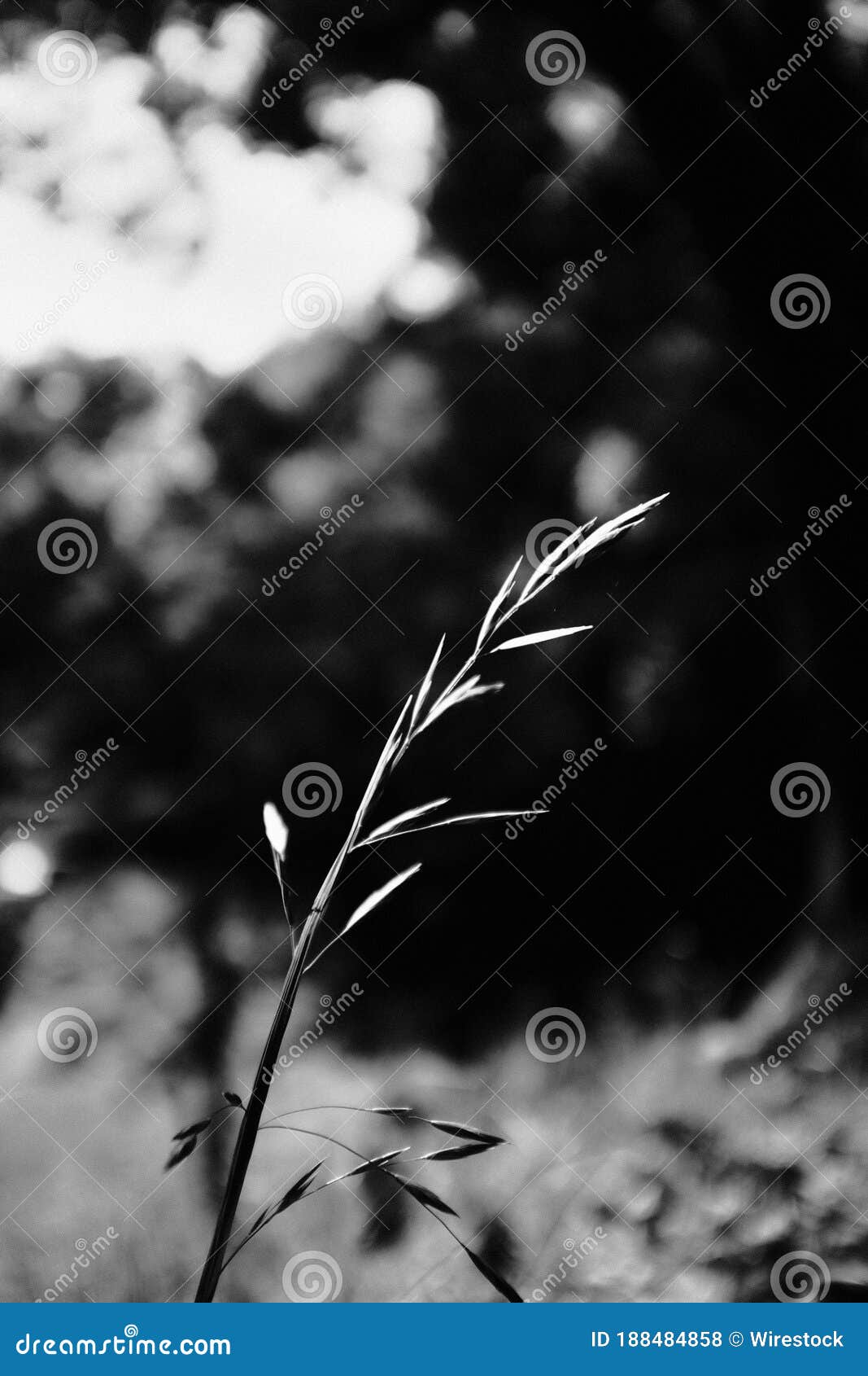 Vertical Greyscale Selective Focus Shot of a Sweet Grass Branch Stock ...