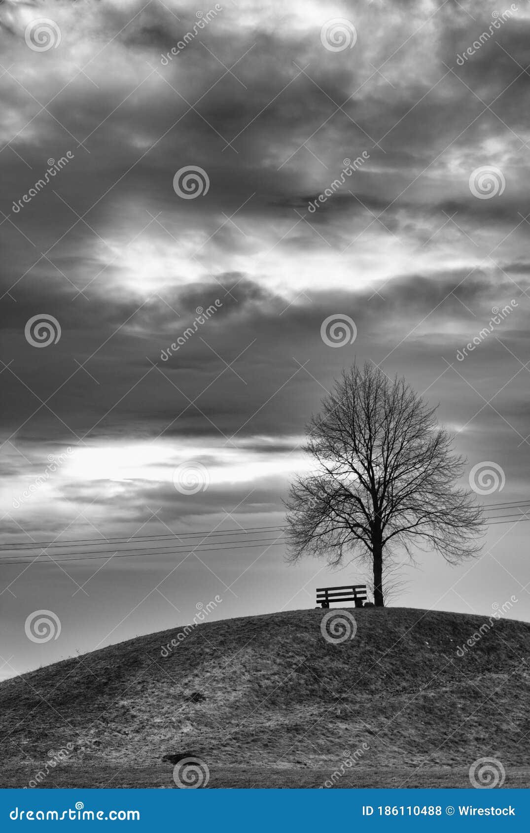 Vertical Greyscale Shot of an Empty Bench and a Tree Under the Dark Sky ...