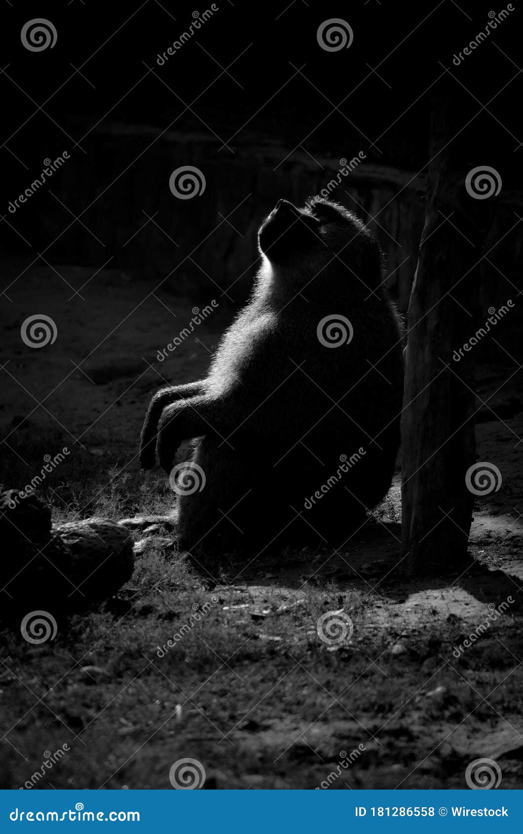Vertical Greyscale Shot of a Monkey Sitting among the Trees in the ...