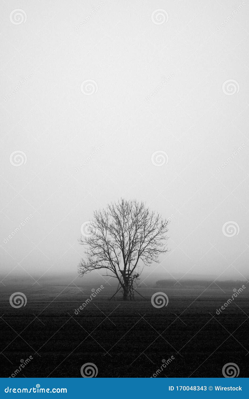 Vertical Greyscale Shot of a Mysterious Field Covered in Fog Stock ...